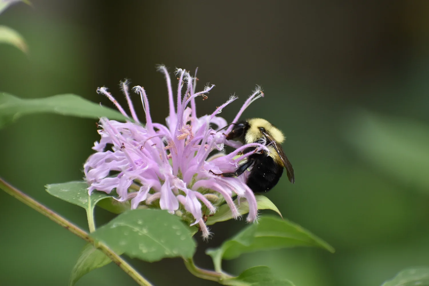 Gallery — Wild About Native Plants