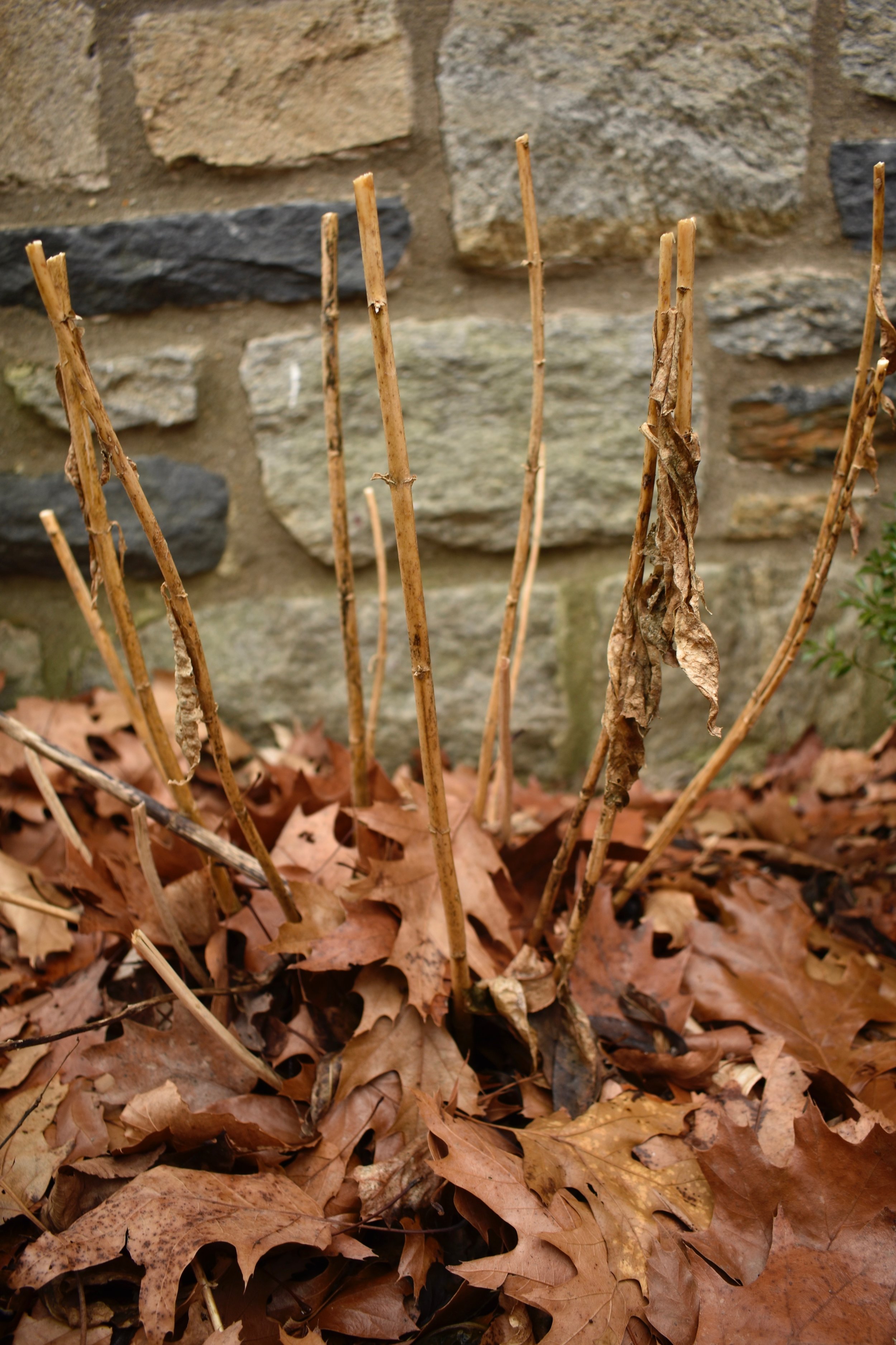 Supporting Invertebrate life in Modern Times — Wild About Native Plants