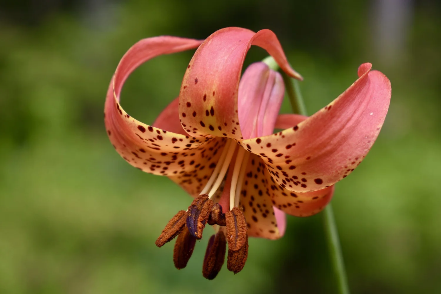 Gallery — Wild About Native Plants