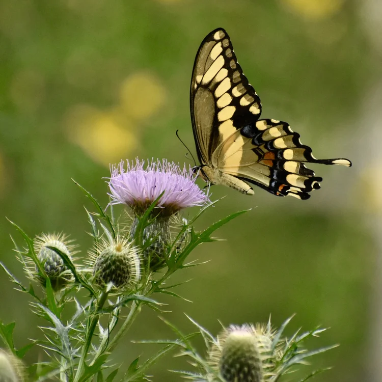 Gallery — Wild About Native Plants