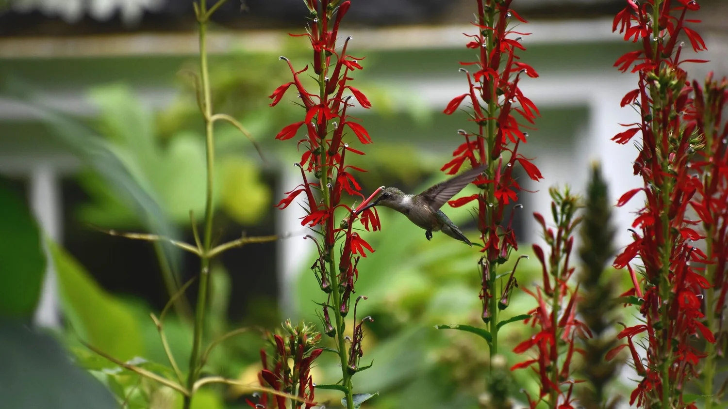 Gallery — Wild About Native Plants