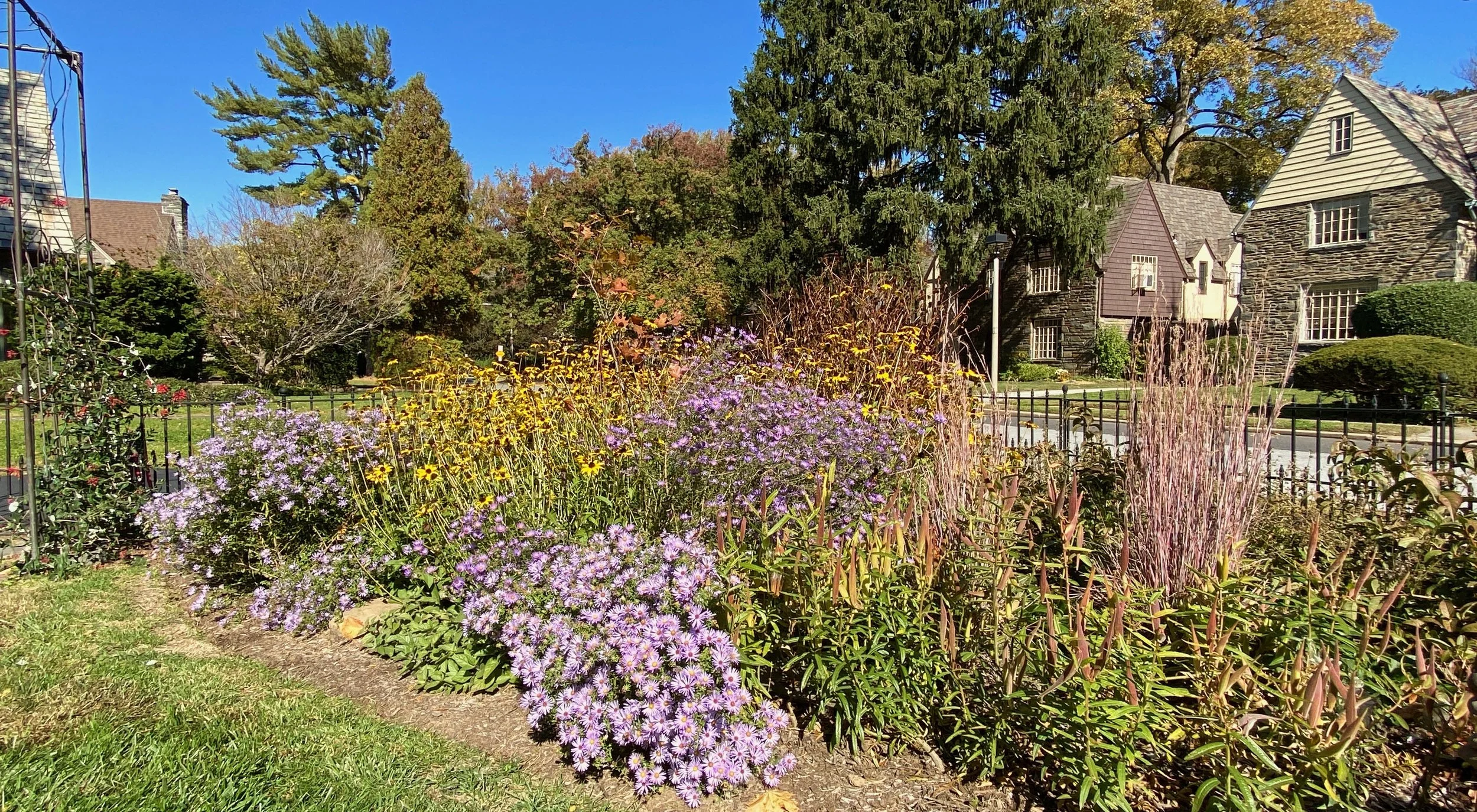 Gallery — Wild About Native Plants