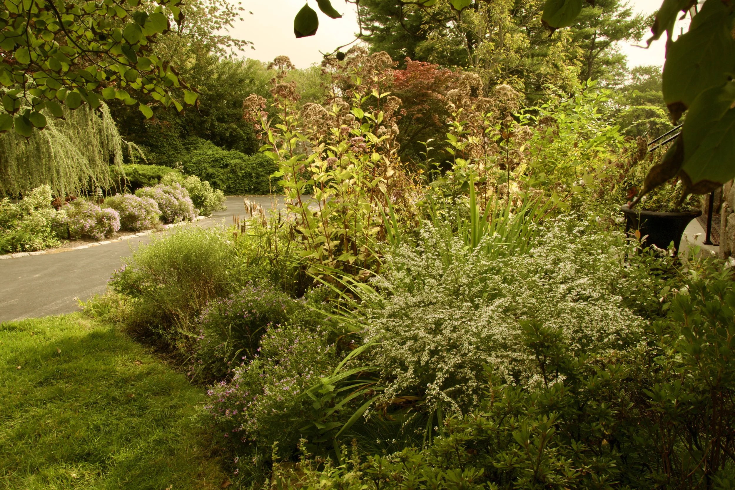 Gallery — Wild About Native Plants