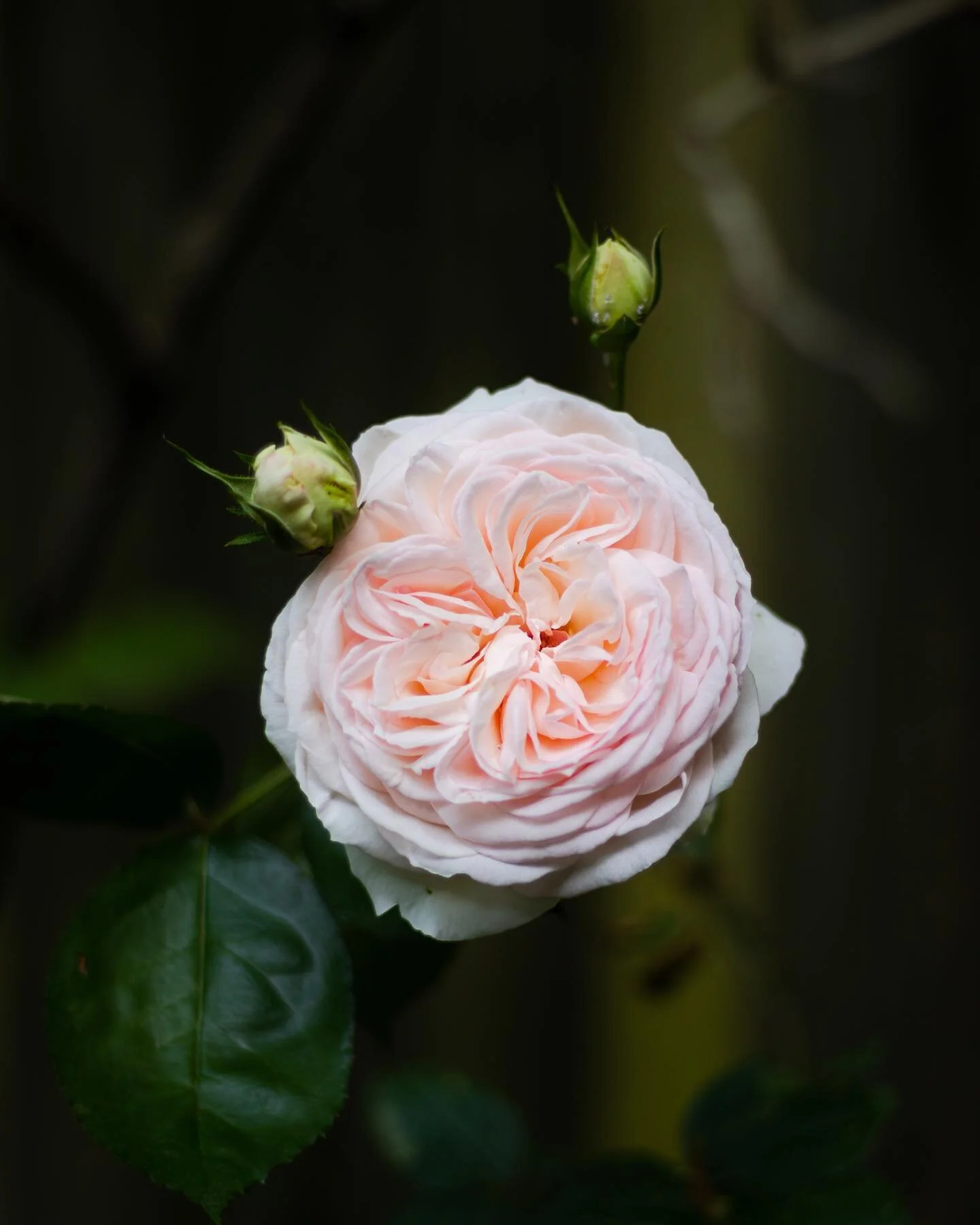 PHOTOGRAPHY — Kate Connolly Studio