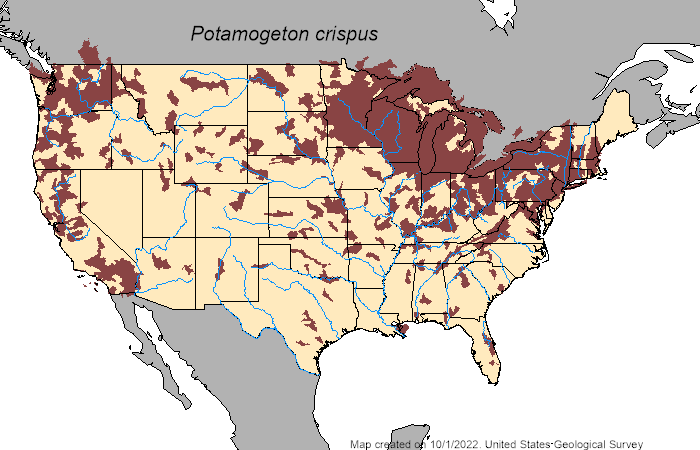 Curly-leaf Pondweed — CRISP