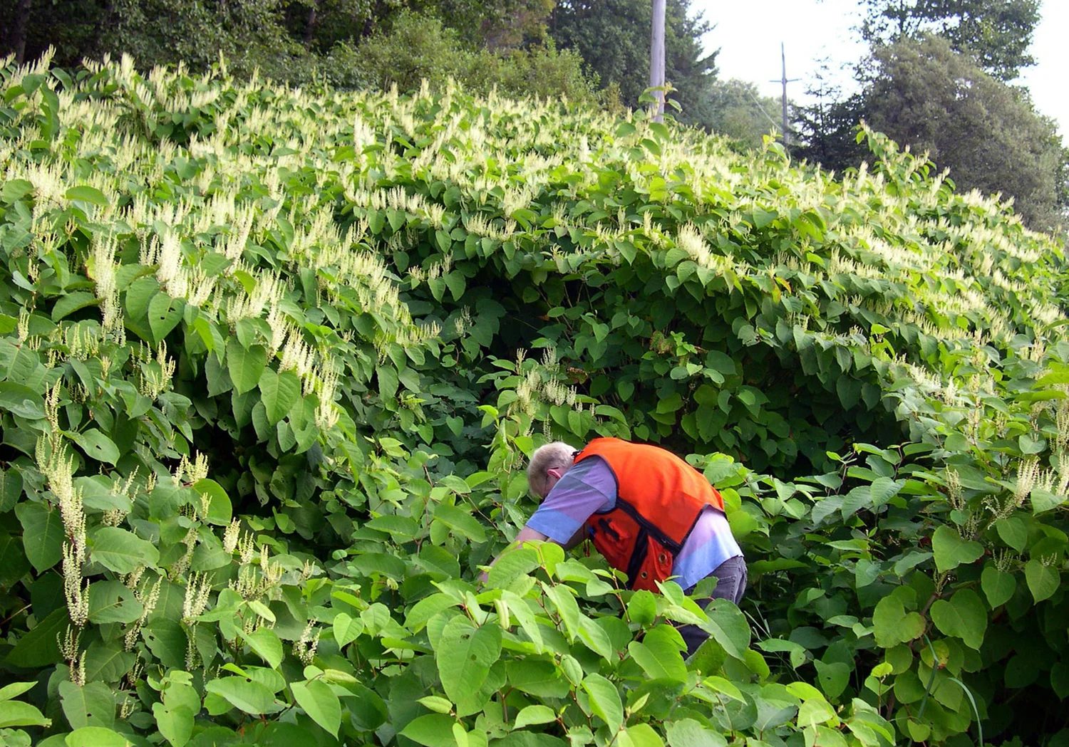 Riparian Plants — CRISP