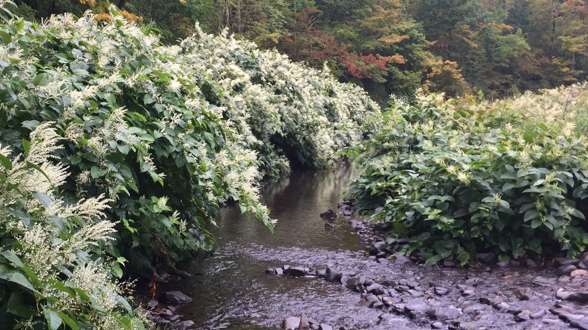 CRISP Tiers — CRISP