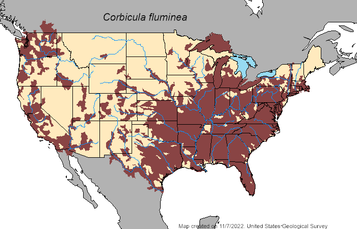 Asian Clams — CRISP