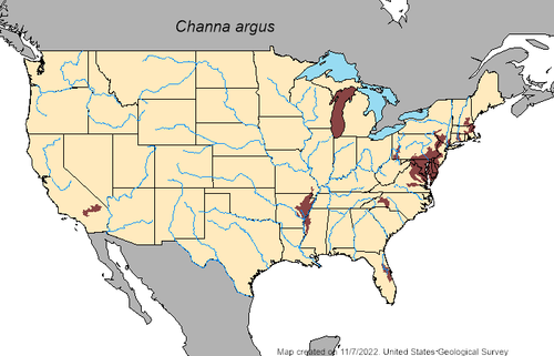 Northern Snakehead — CRISP