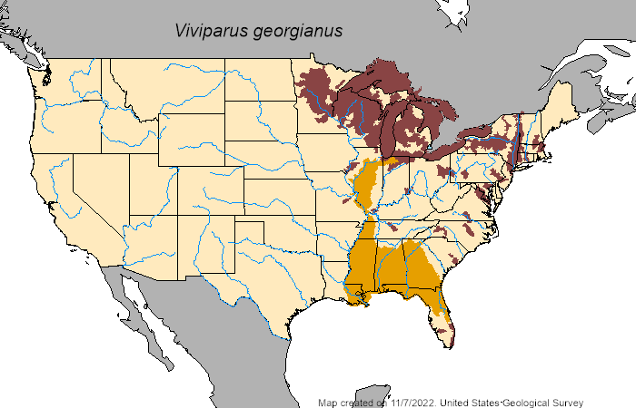 Banded Mystery Snail — CRISP