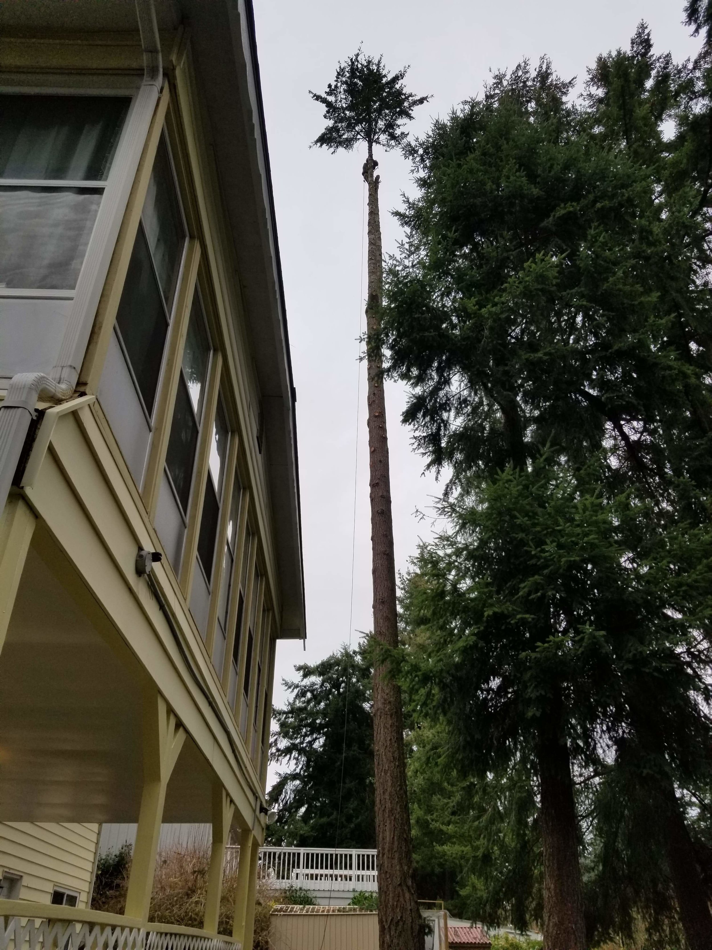 Services — Simply Trees LLC