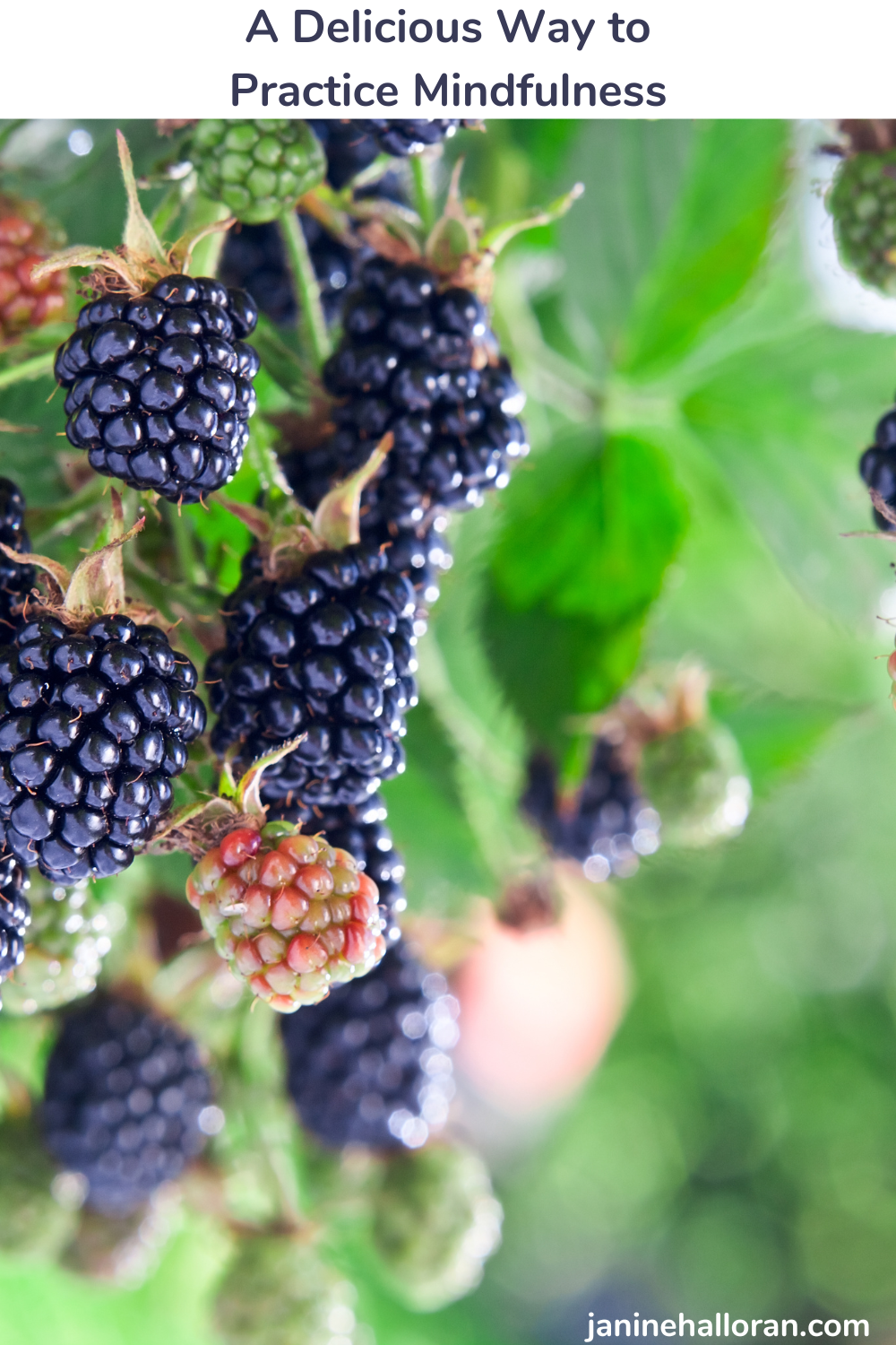 A Delicious Way to Practice Mindfulness — Janine Halloran