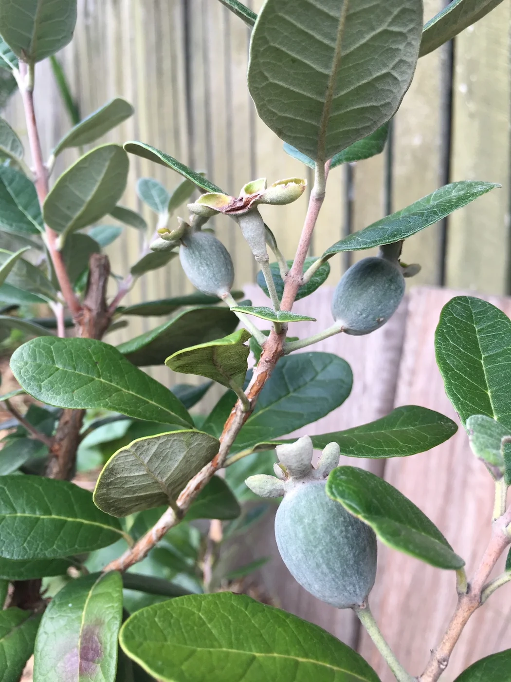 Growing Tips – Feijoa Addiction