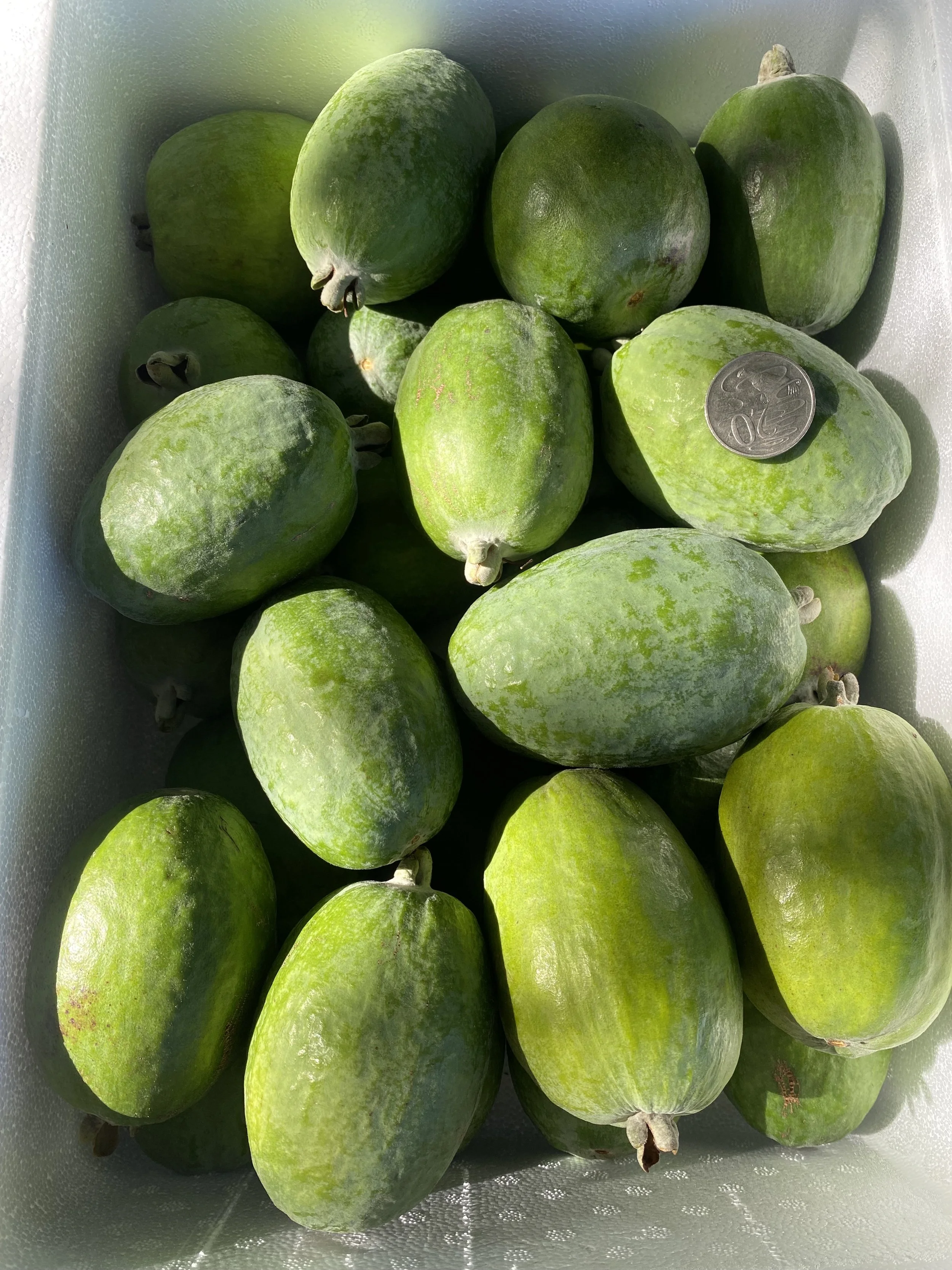 Feijoa Addiction