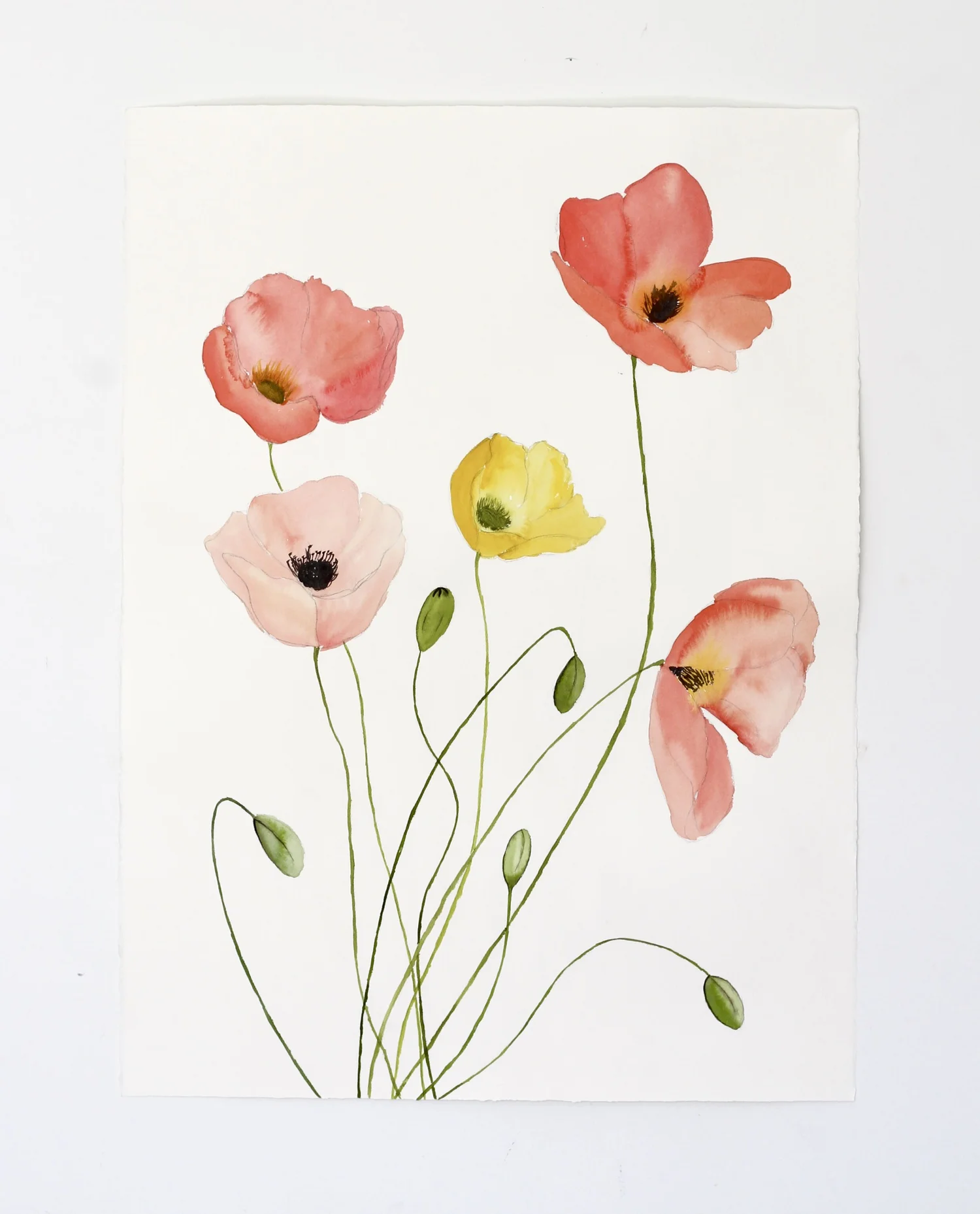 Poppy Watercolor