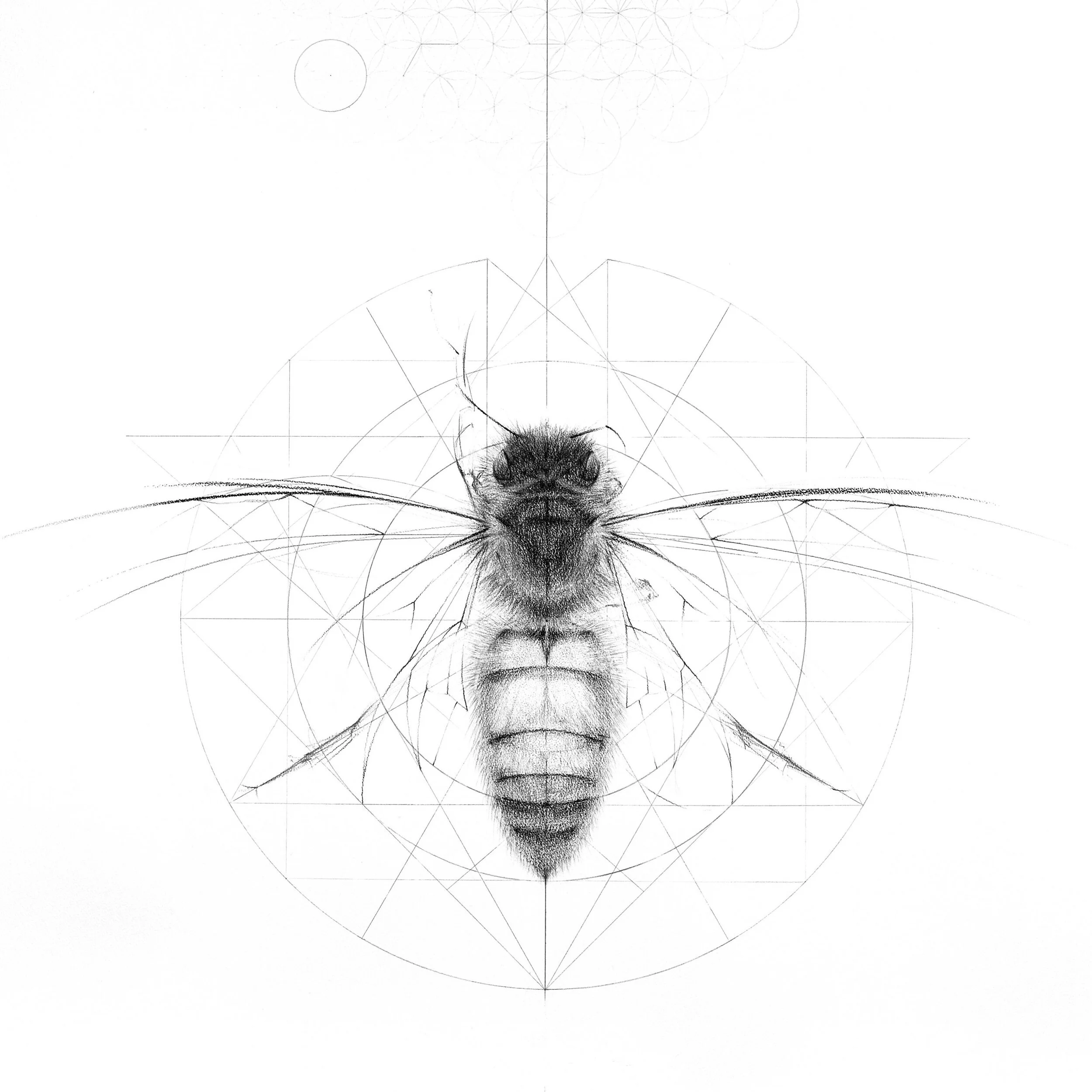 Jessica Albarn | Fine Artist - Line drawing, Painting, Multi-media ...