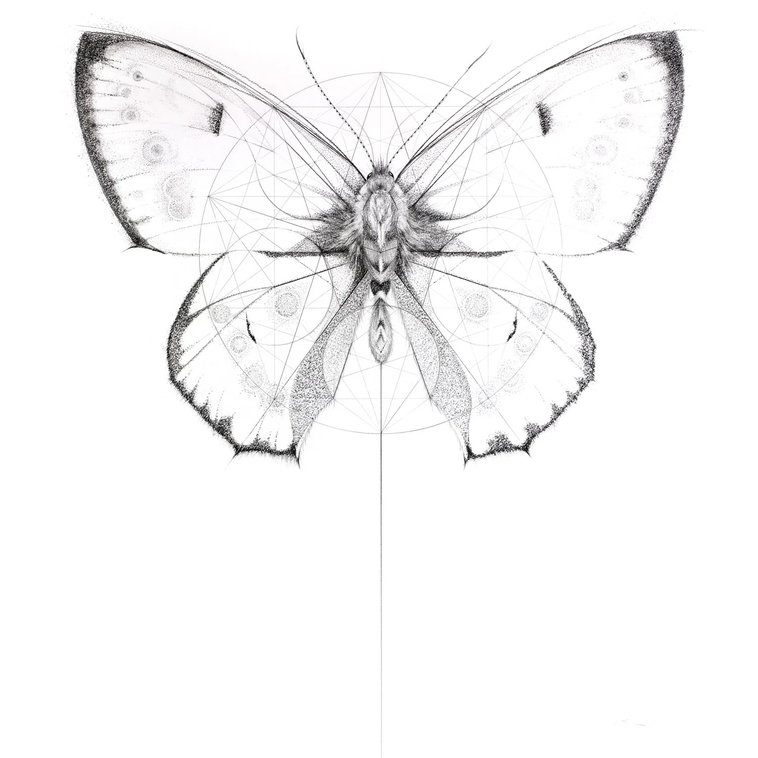 Large Drawings — Jessica Albarn | Fine Artist - Line drawing, Painting ...