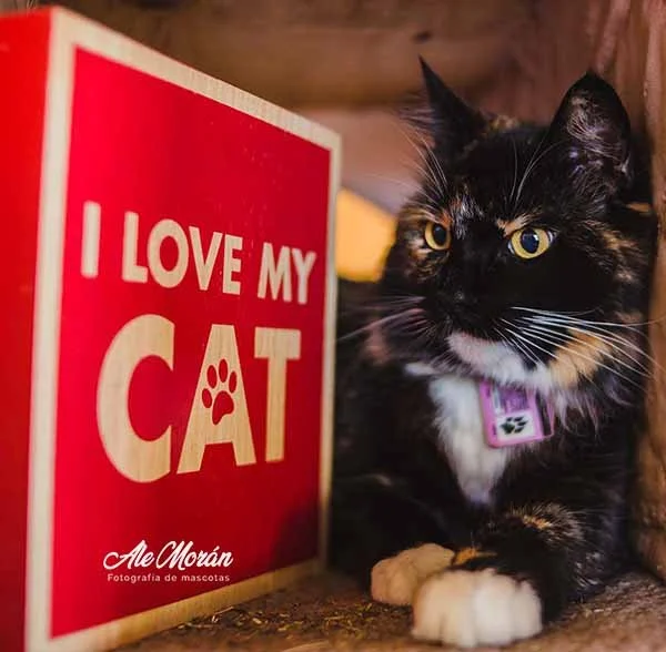 Día nacional de la Cat Lady o la Dama de los gatos — Fotografía de ...