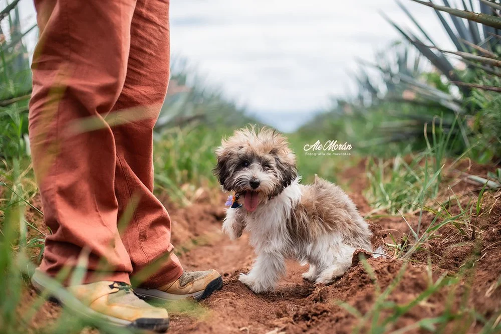 Sesión de fotos para Mascotas en Tequia Jalisco — Fotógrafa de mascotas ...