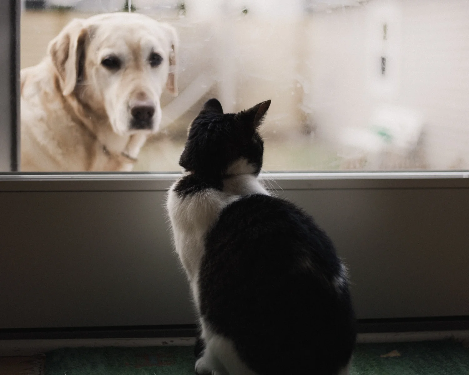 Second Chance Animal Advocates