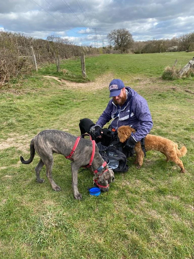A Dog In A Good Environment