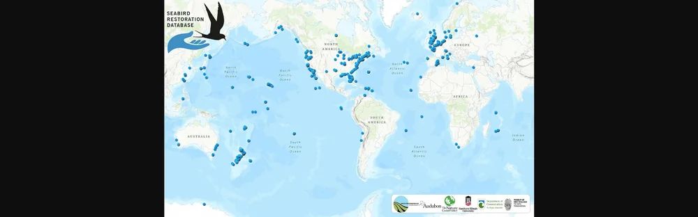 New Research Reveals Scale and Success of Seabird Recovery Efforts ...
