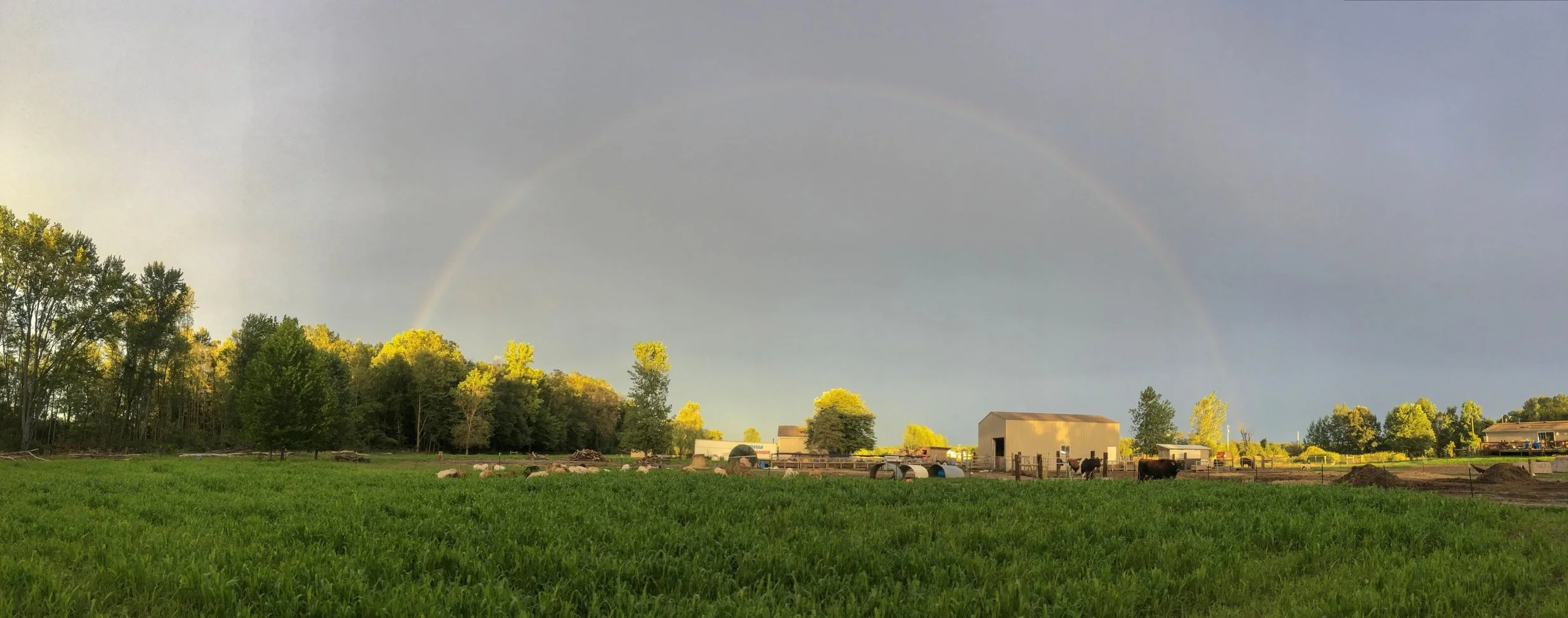 Craig Farms Katahdins