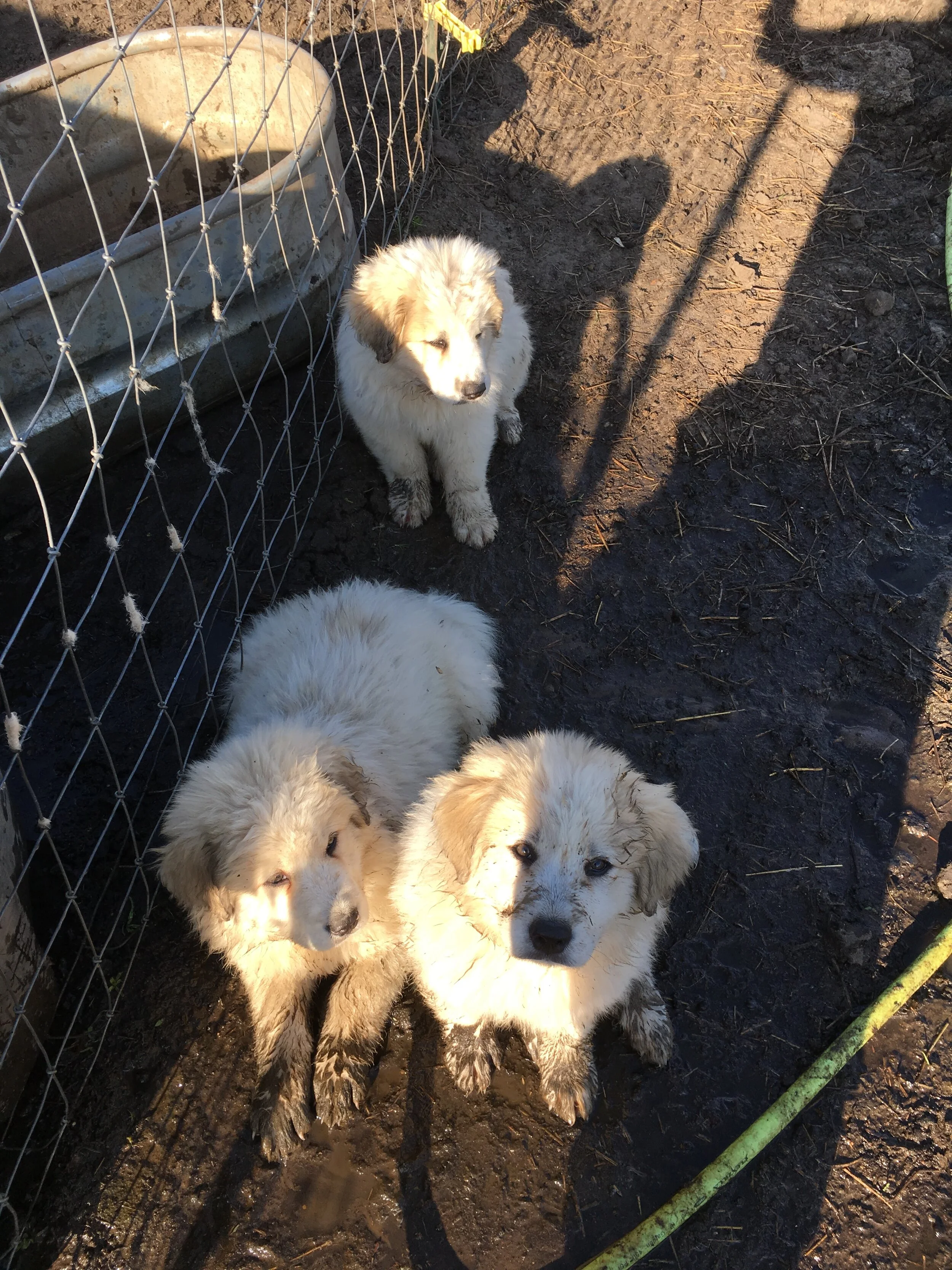 Canine Companions — Craig Farms Katahdins