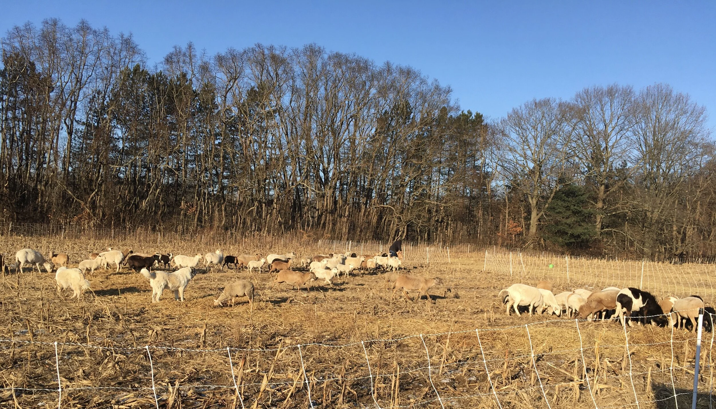 Canine Companions — Craig Farms Katahdins