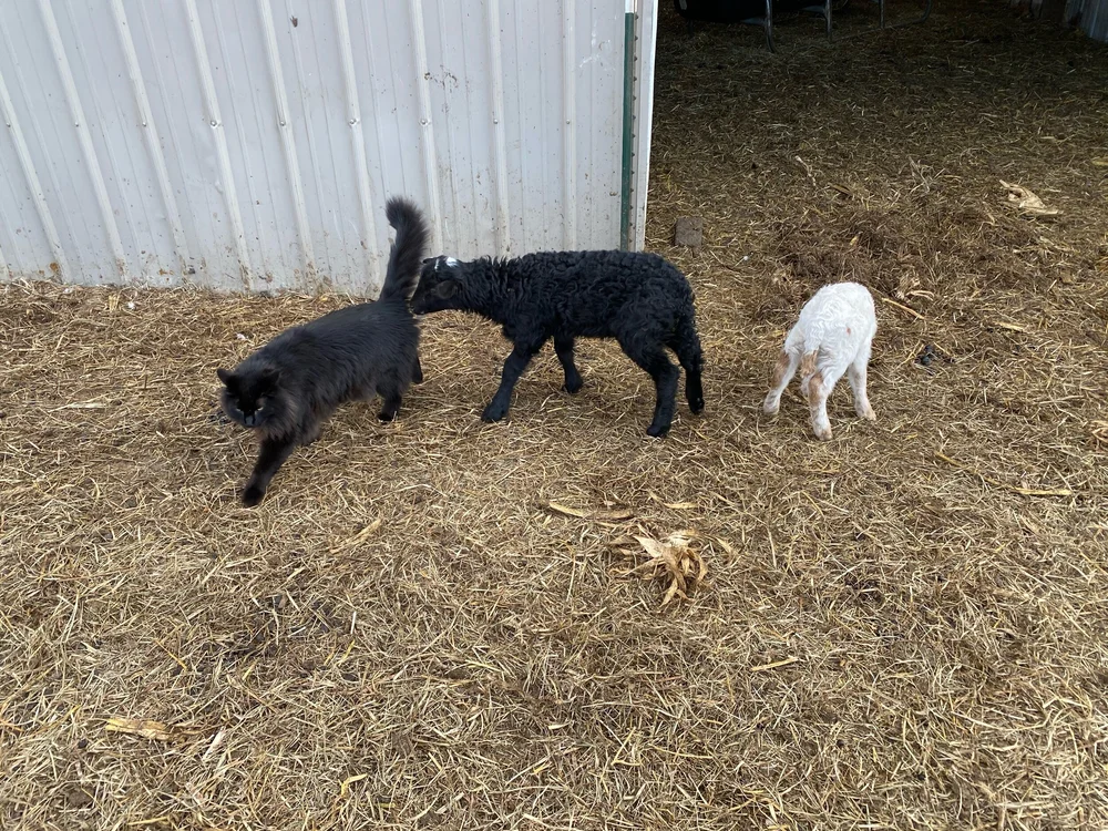 Our Flock — Craig Farms Katahdins