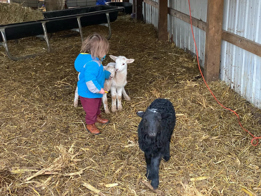 Our Flock — Craig Farms Katahdins