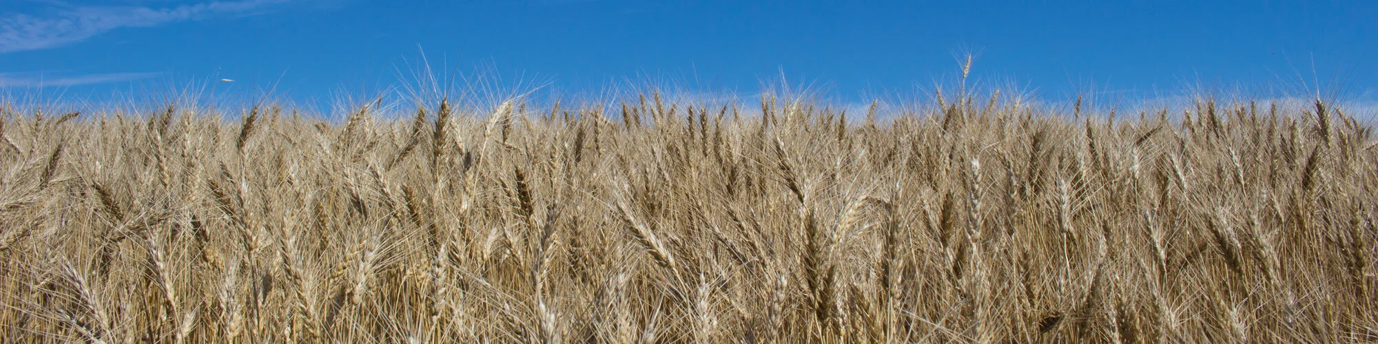 Sask Wheat Development Commission