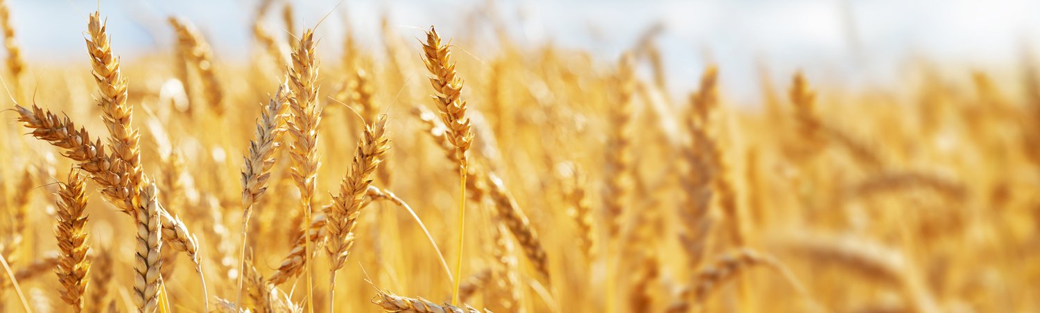 Sask Wheat Development Commission