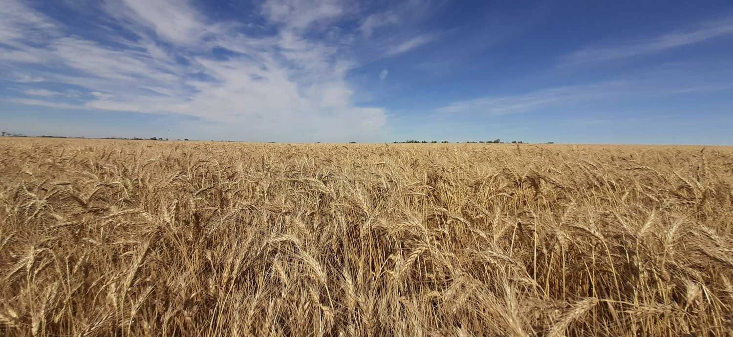 Wheat Wise — Sask Wheat Development Commission