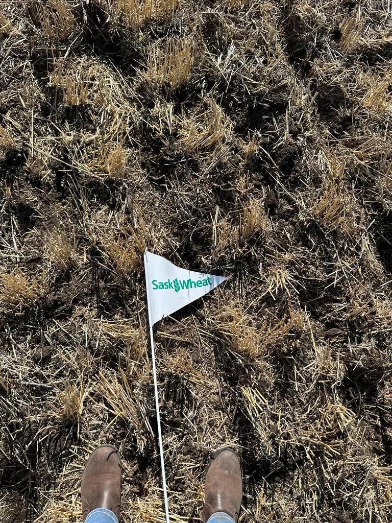 Wheat Wise — Sask Wheat Development Commission