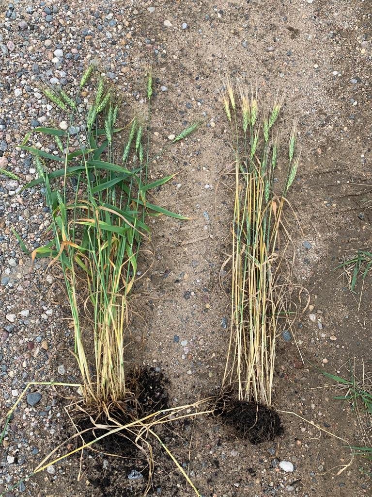 Wheat Wise — Sask Wheat Development Commission