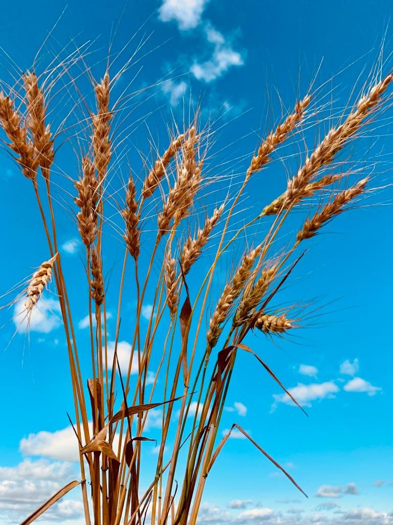 Wheat Wise — Sask Wheat Development Commission