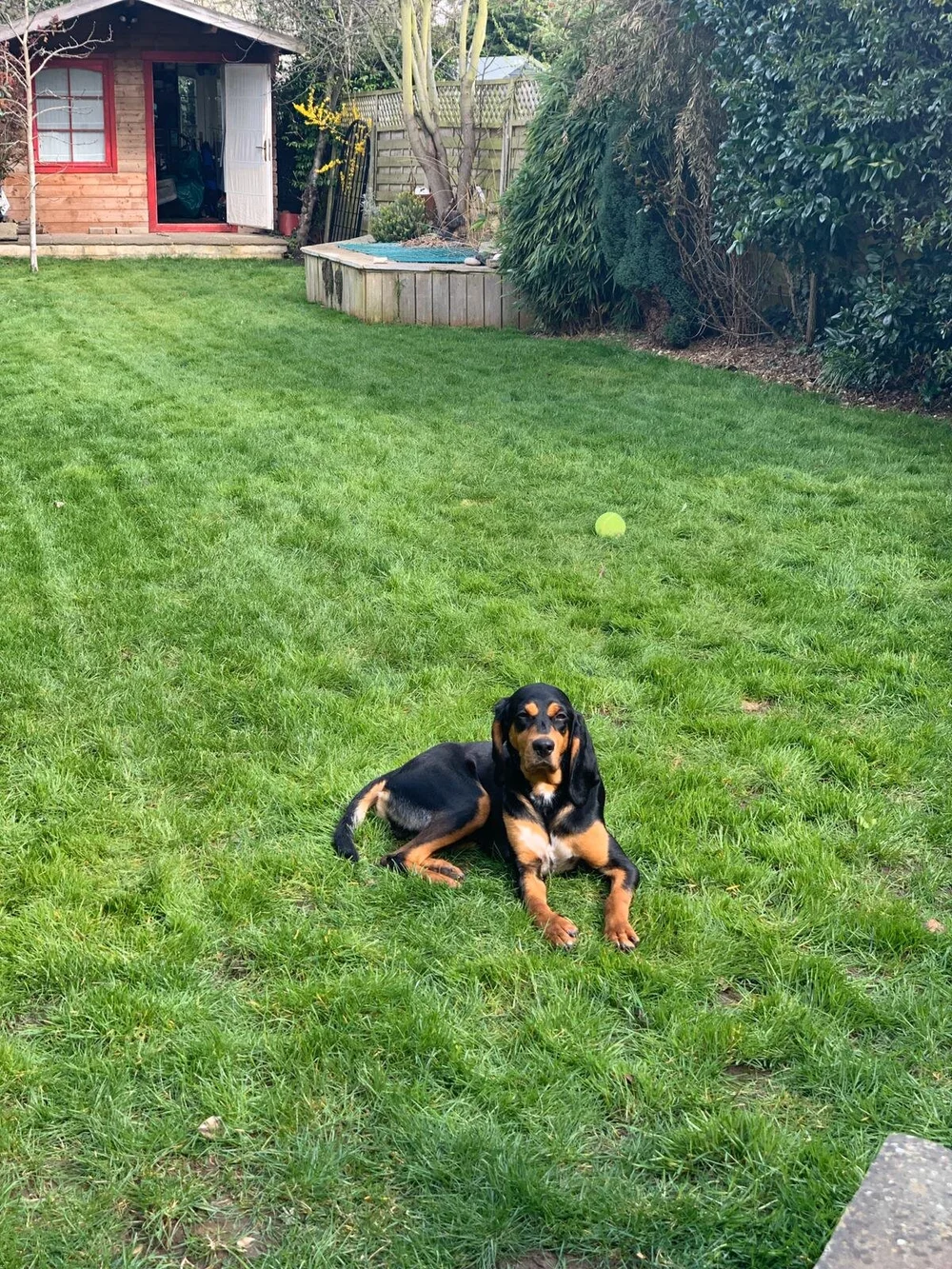 How To Help Backyard Overstimulation In Dogs