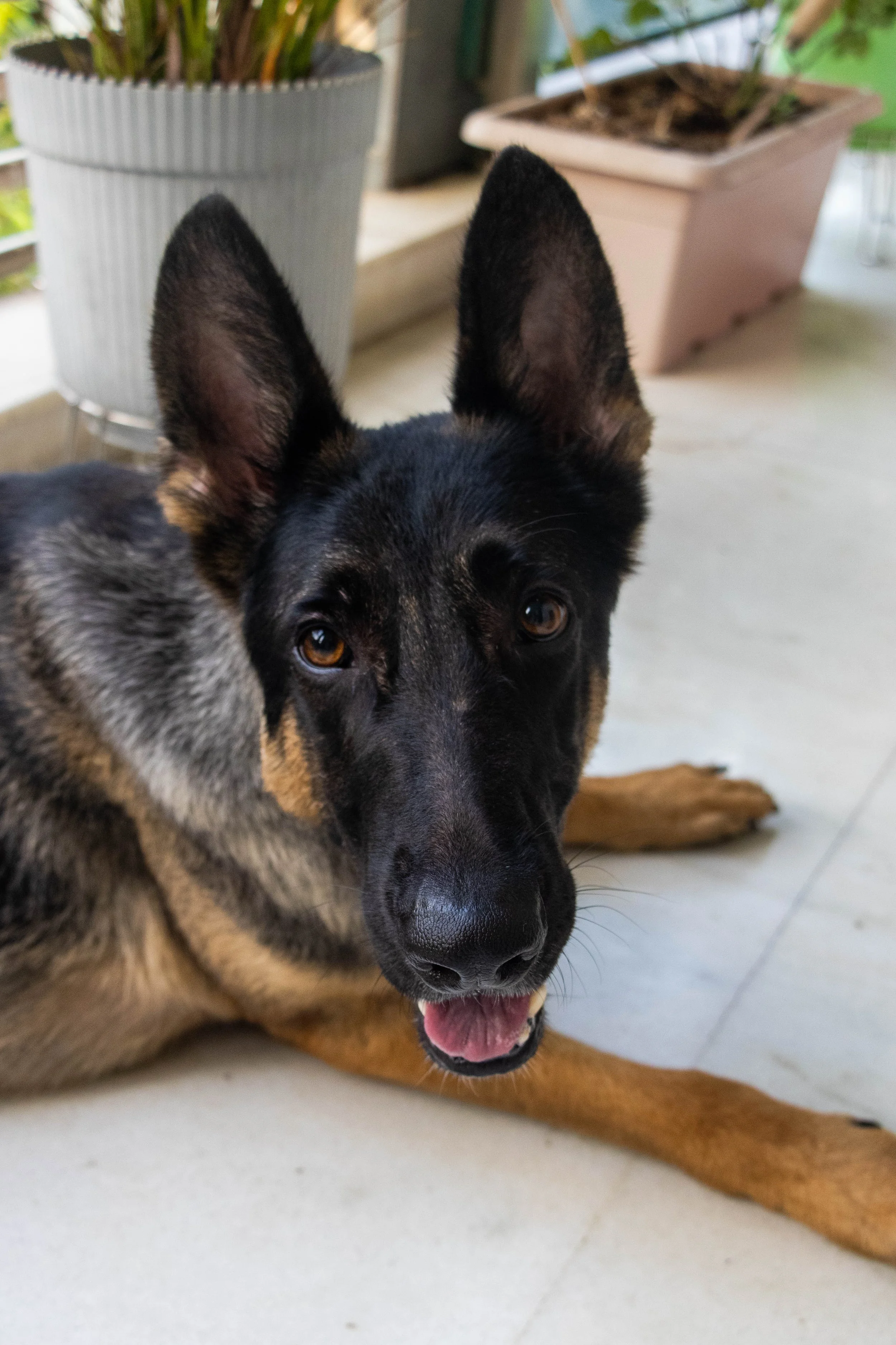Adopt a dog with The Underdog International — Underdog International