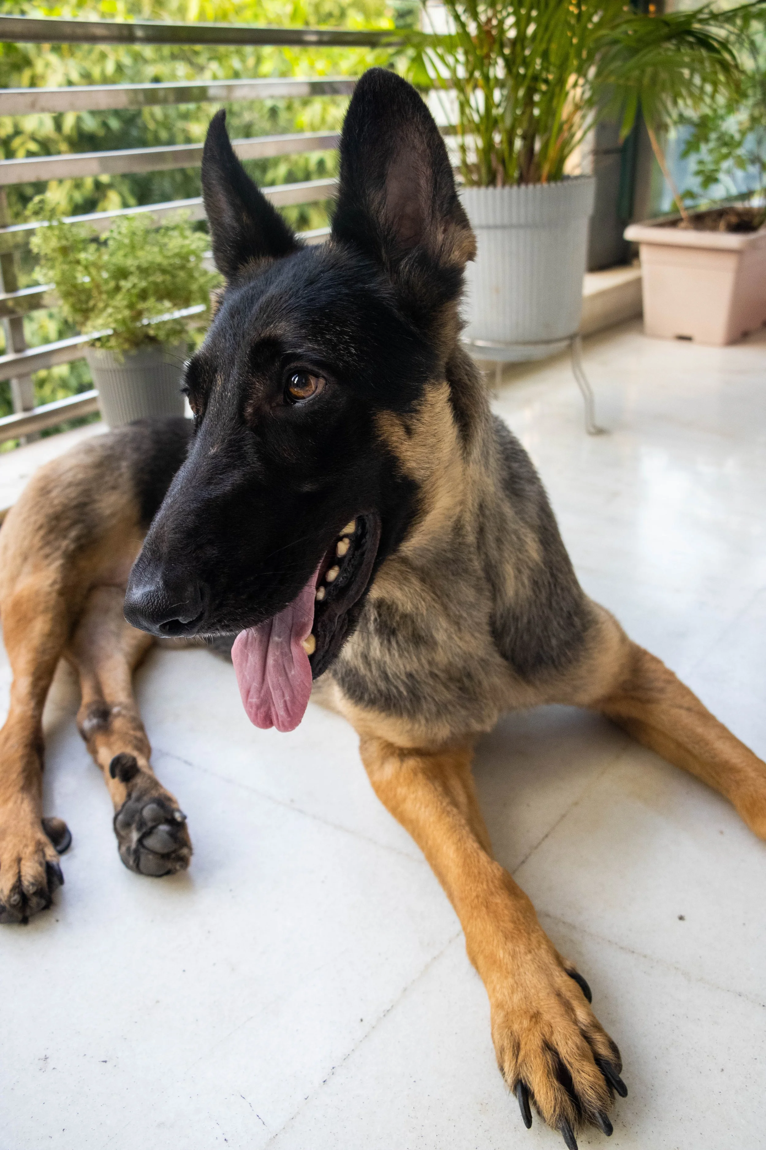 Adopt a dog with The Underdog International — Underdog International