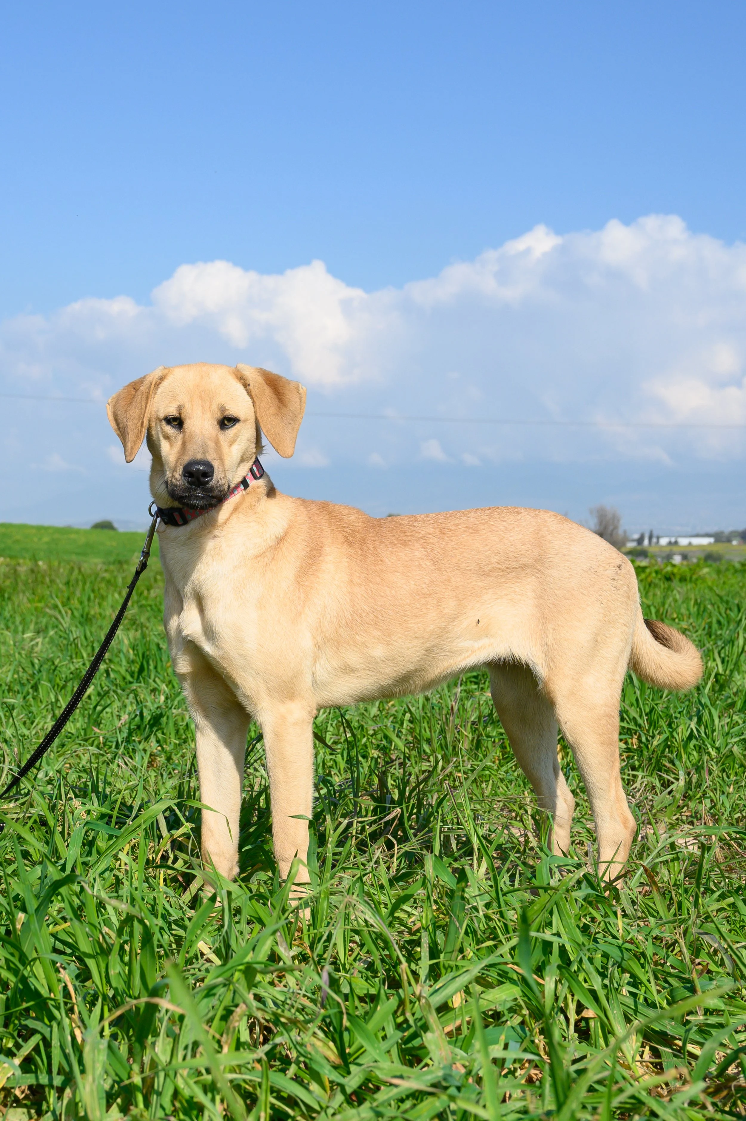 Adopt a dog with The Underdog International — Underdog International