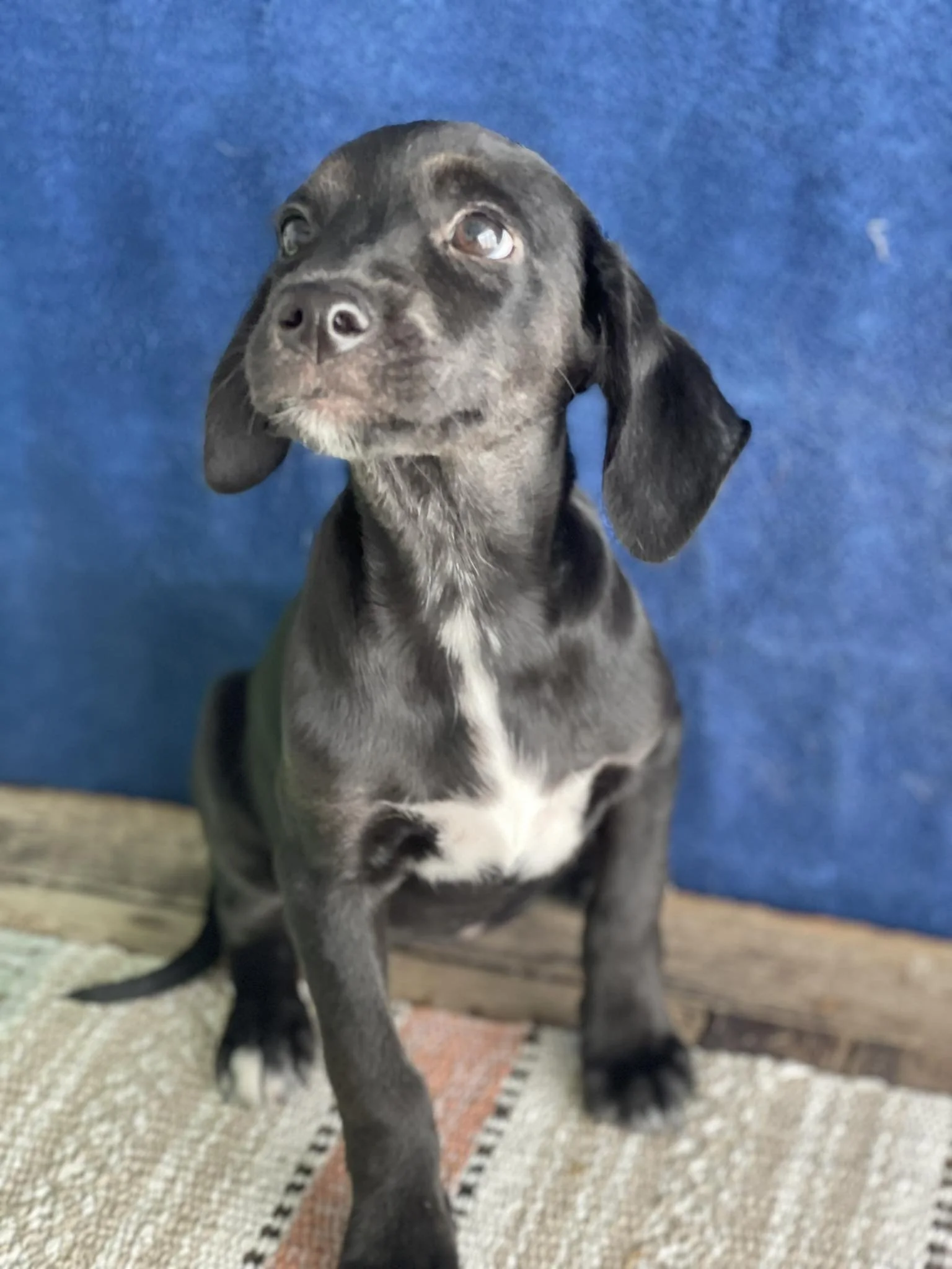 Adopt a dog with The Underdog International — Underdog International