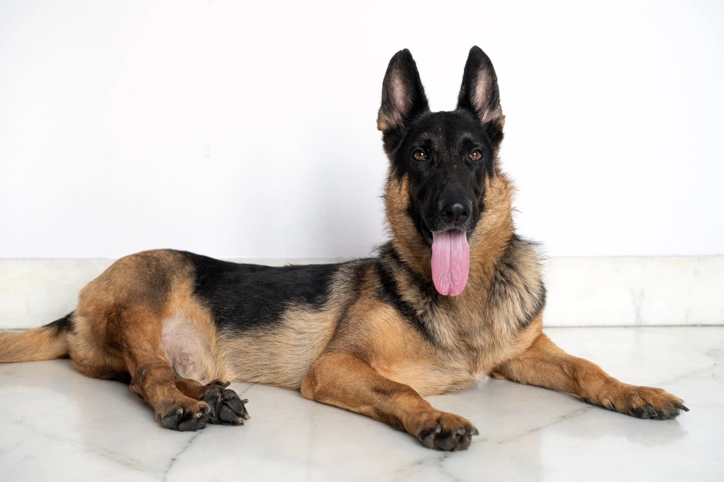 Adopt a dog with The Underdog International — Underdog International
