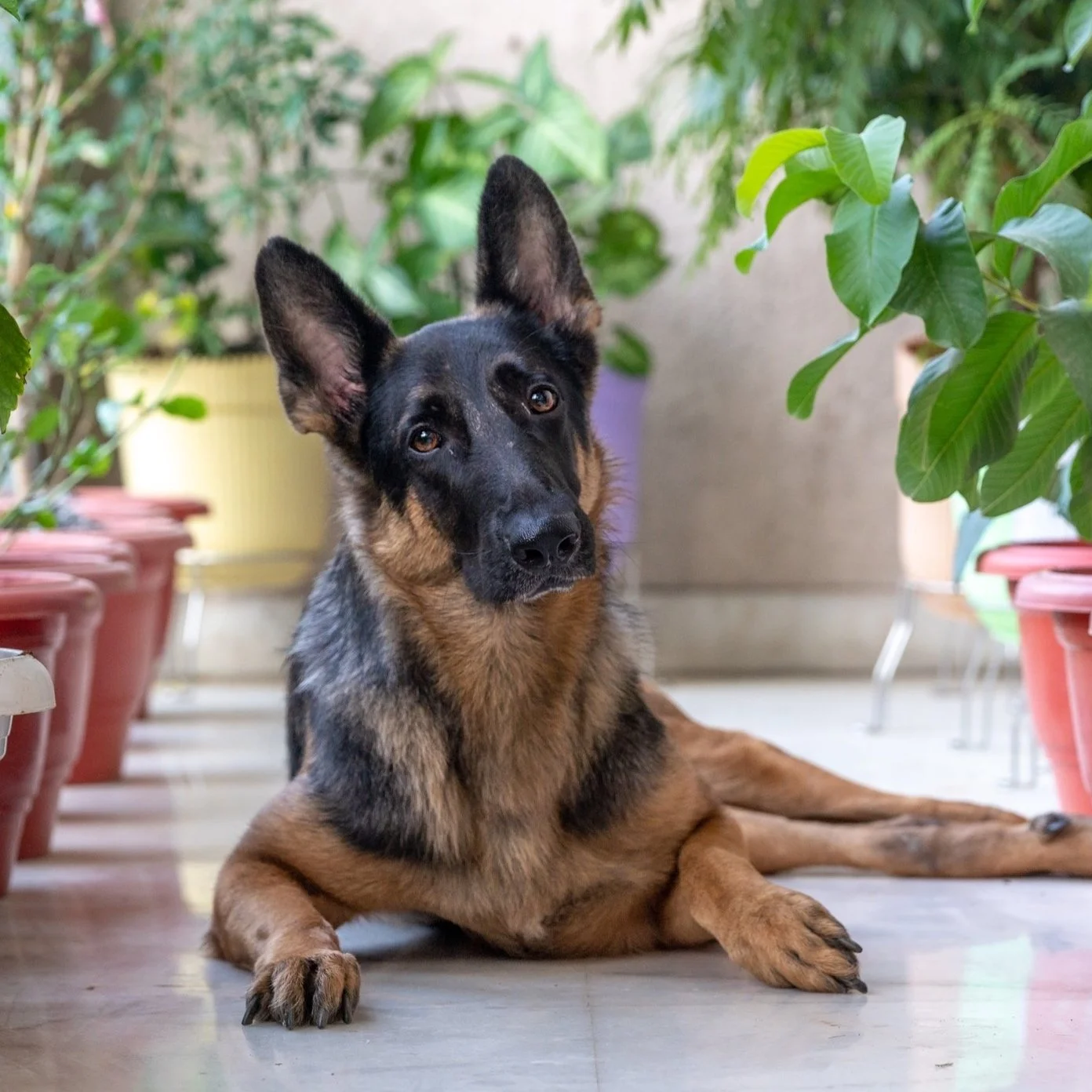 Adopt a dog with The Underdog International — Underdog International