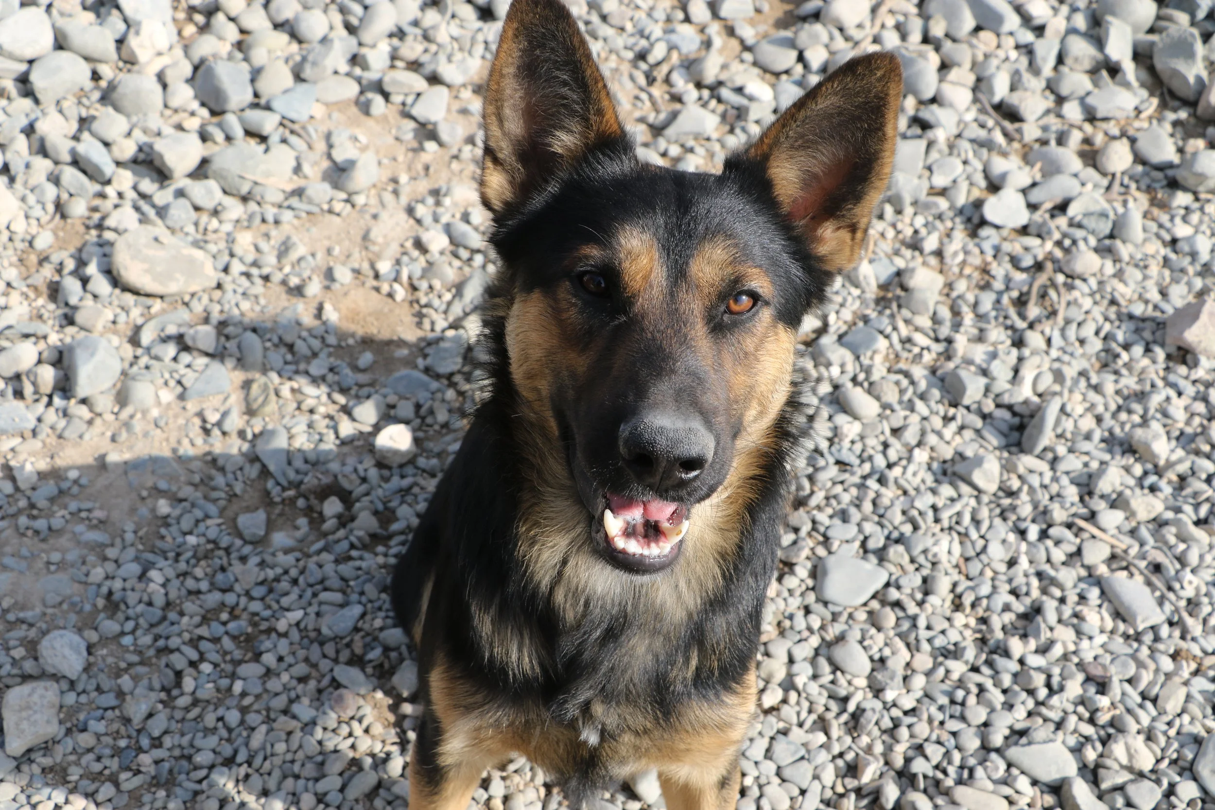 Adopt a dog with The Underdog International — Underdog International