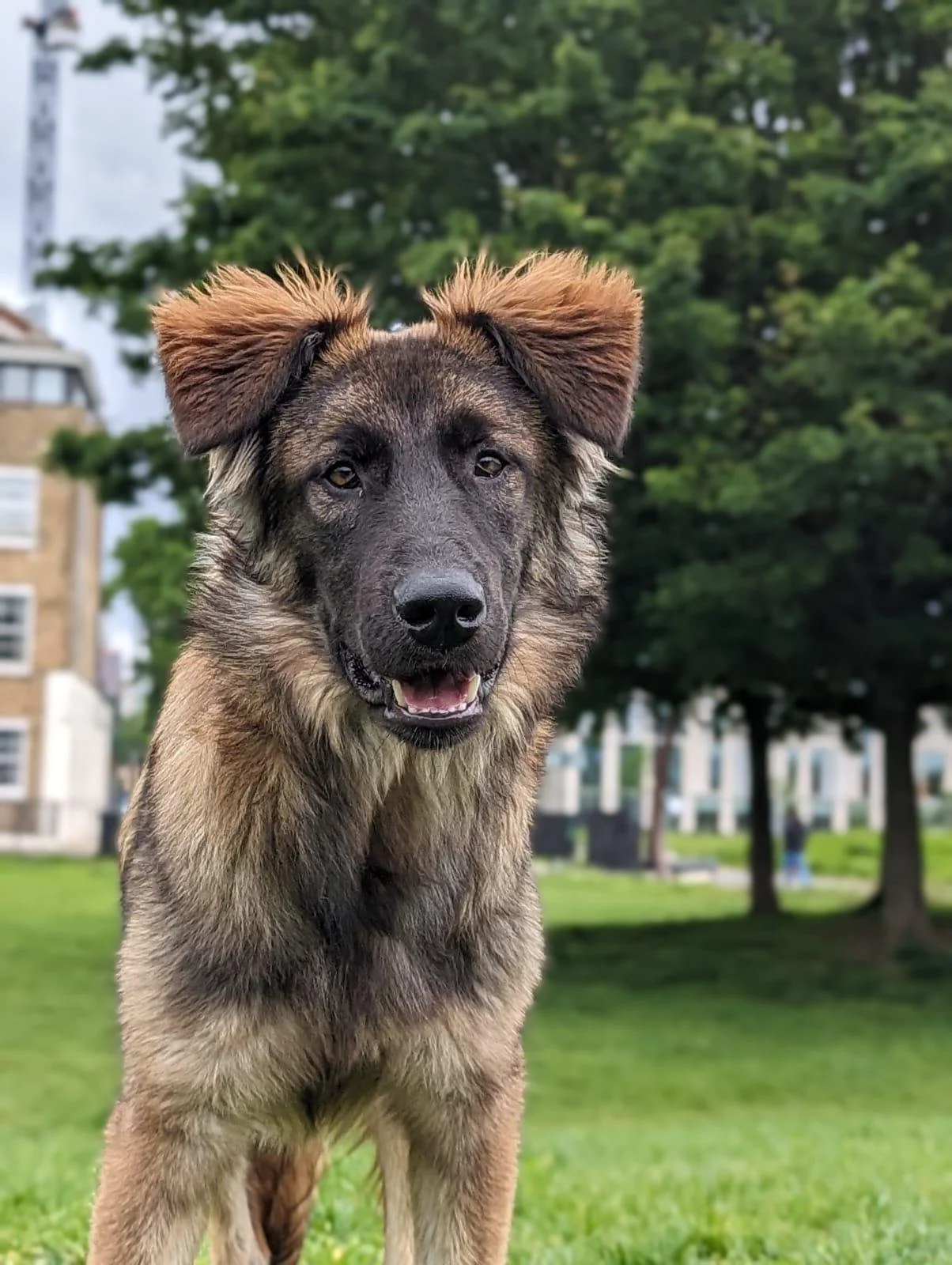 Adopt a dog with The Underdog International — Underdog International