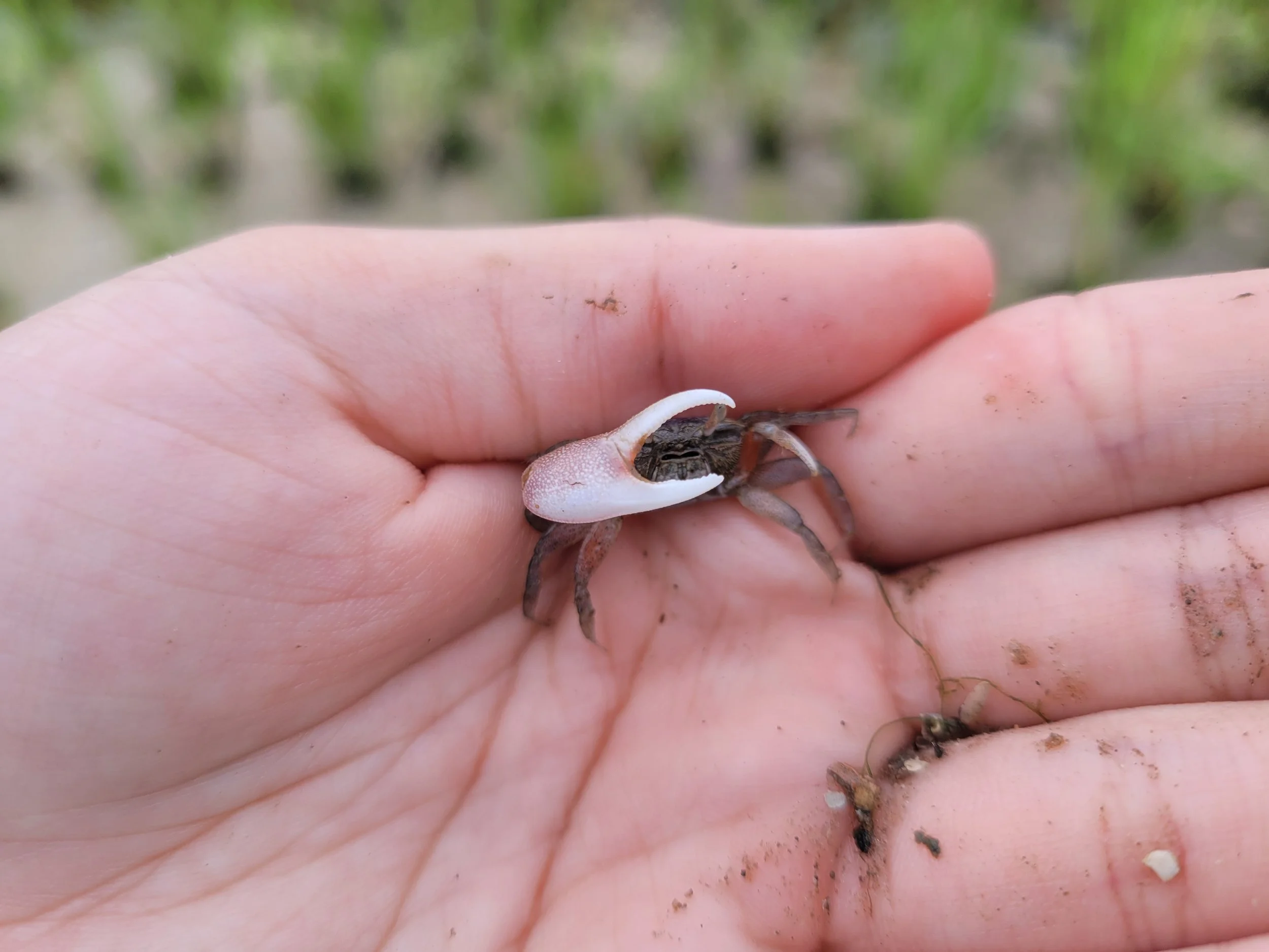 Baby Fiddler Crabs