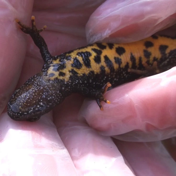 Protected Species Surveys — Tweed Ecology