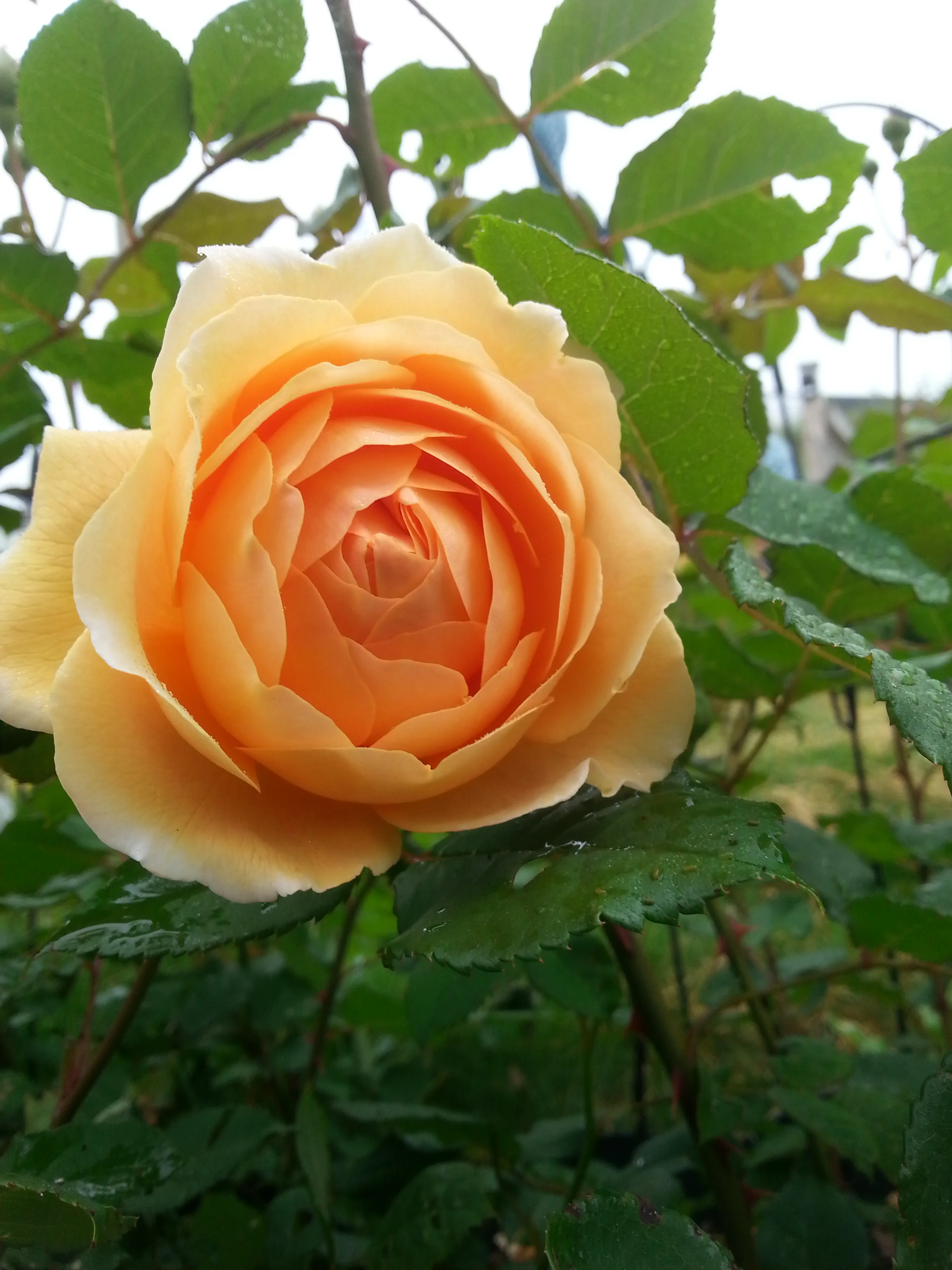 growing roses — Newfoundland Horticultural Society