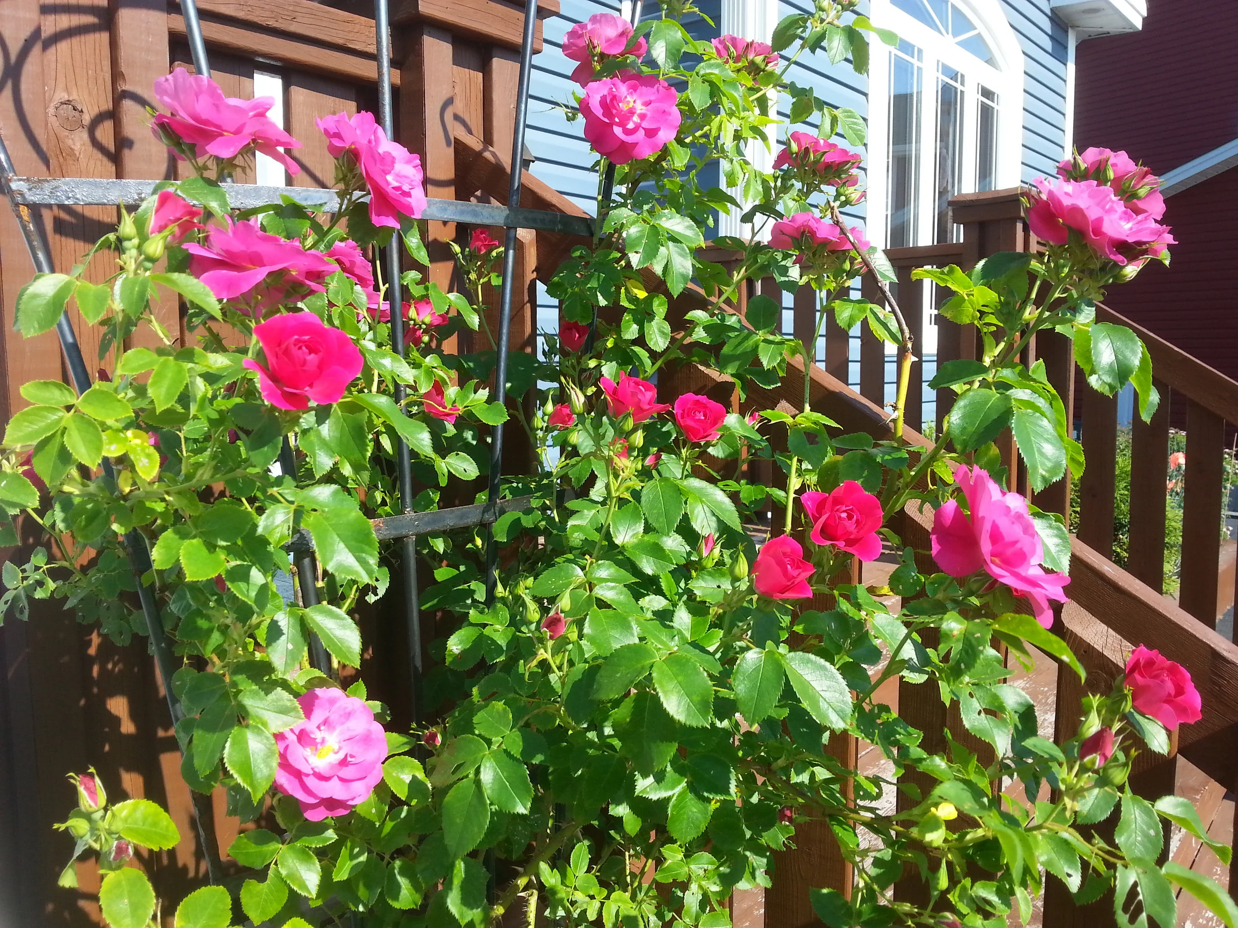 growing roses — Newfoundland Horticultural Society